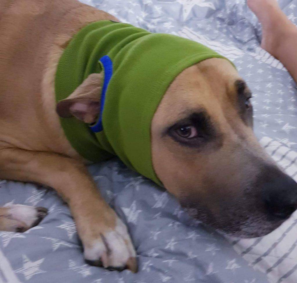 individualisierte Ohrbandage Hund – happy dog ear